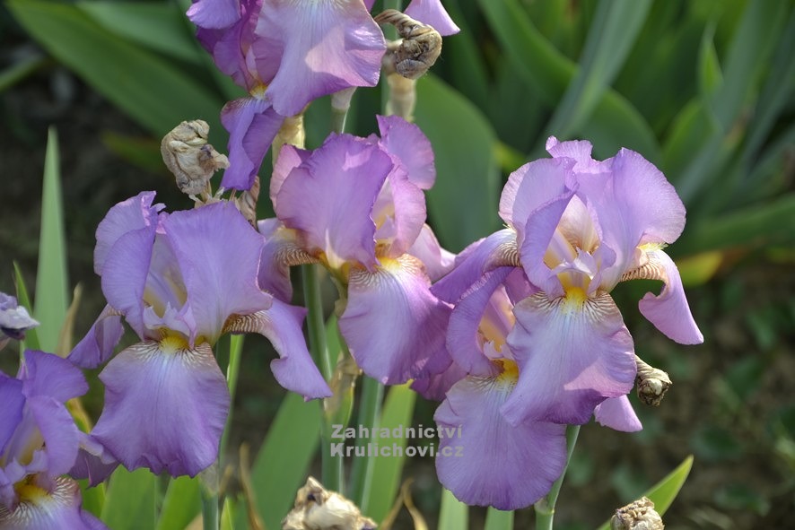 Iris x barbata Elatior " Harriet Thoreau " - iris, kosatec Zahradnictví Krulichovi ...