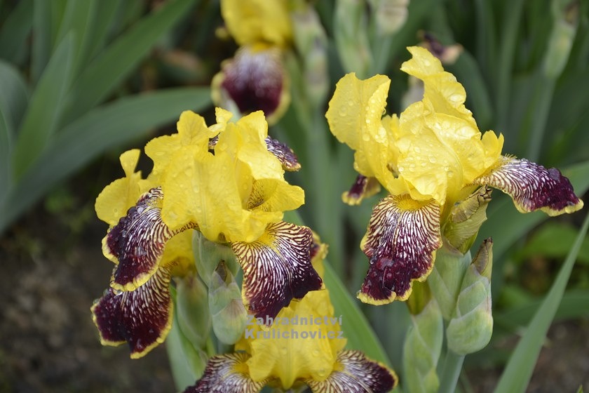 Iris x barbata Elatior " Kupferhammer " - iris, kosatec Zahradnictví ...