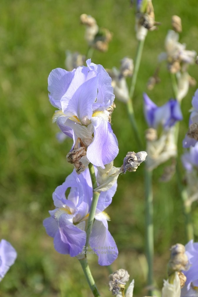 Iris pallida " Dalmatica " - iris, kosatec Zahradnictví Krulichovi ...