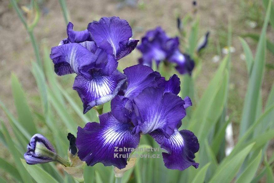Iris x barbata Elatior " Winner´s Circle " - iris, kosatec Zahradnictví Krulichovi ...