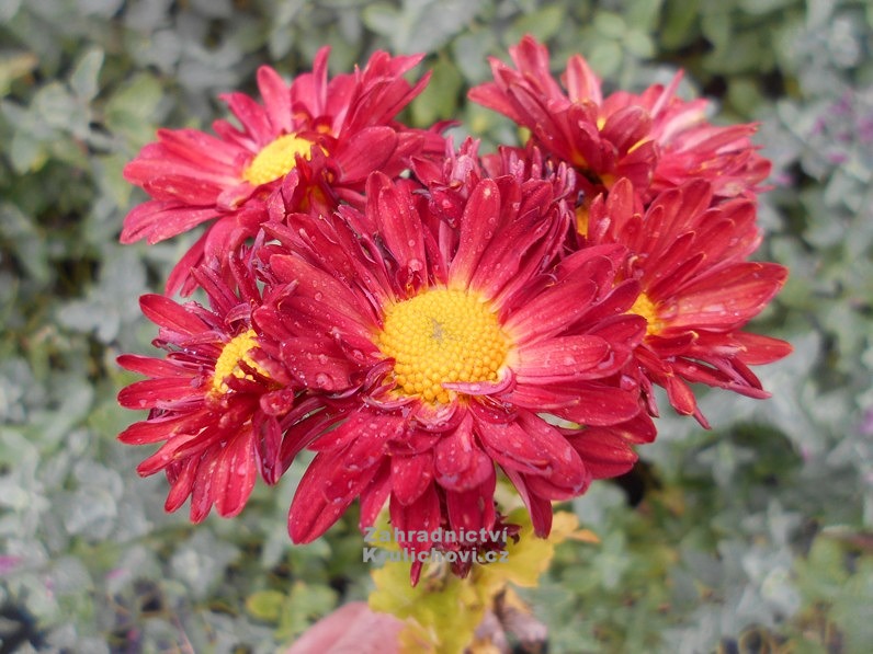 Chrysanthemum ( Dendranthema ) " Edmund Brown " - chryzantéma ...