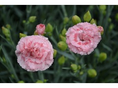 Dianthus " Scent First Romance " ® - karafiát, hvozdík Zahradnictví ...