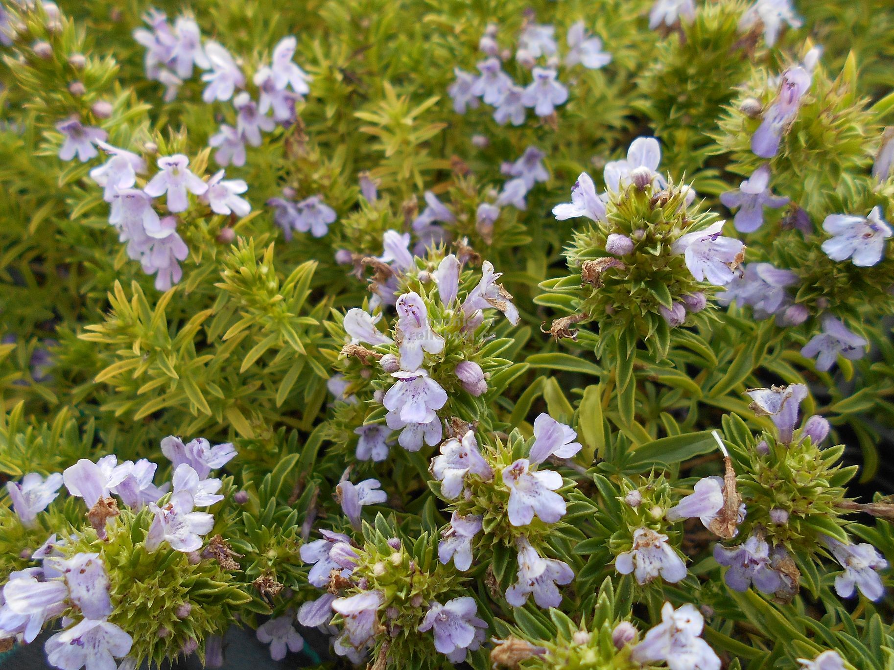 Satureja montana ssp. illyrica - saturejka horská Zahradnictví ...