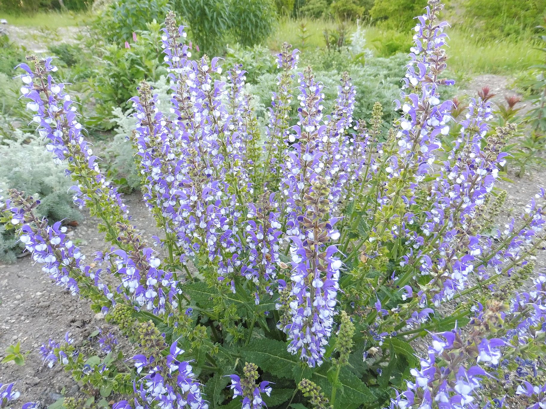 Salvia Color Spires ® 'Azure Snow ' - šalvěj luční Zahradnictví ...