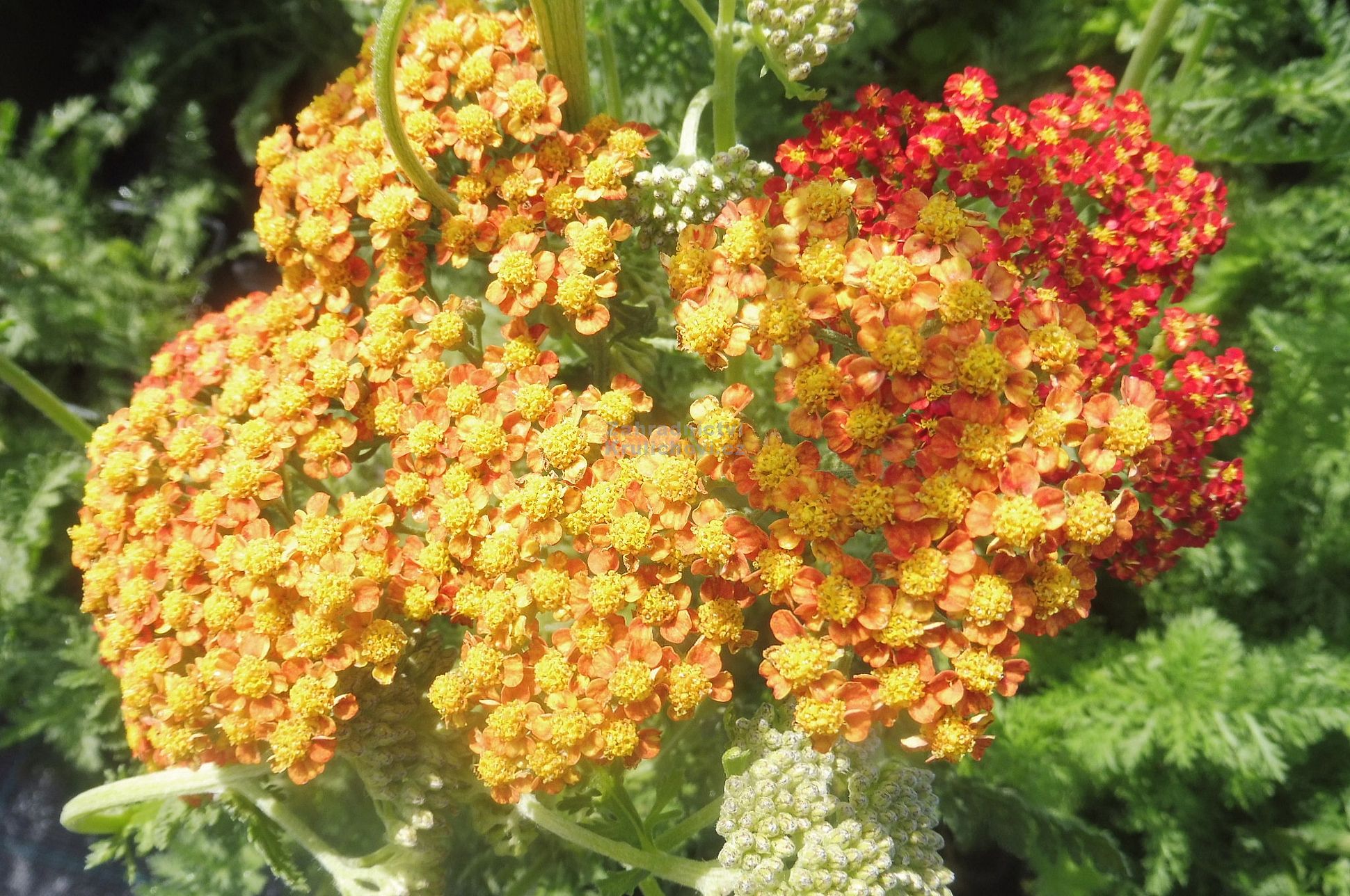 Achillea millefolium " Sassy Summer Sunset " ® - řebříček Zahradnictví ...