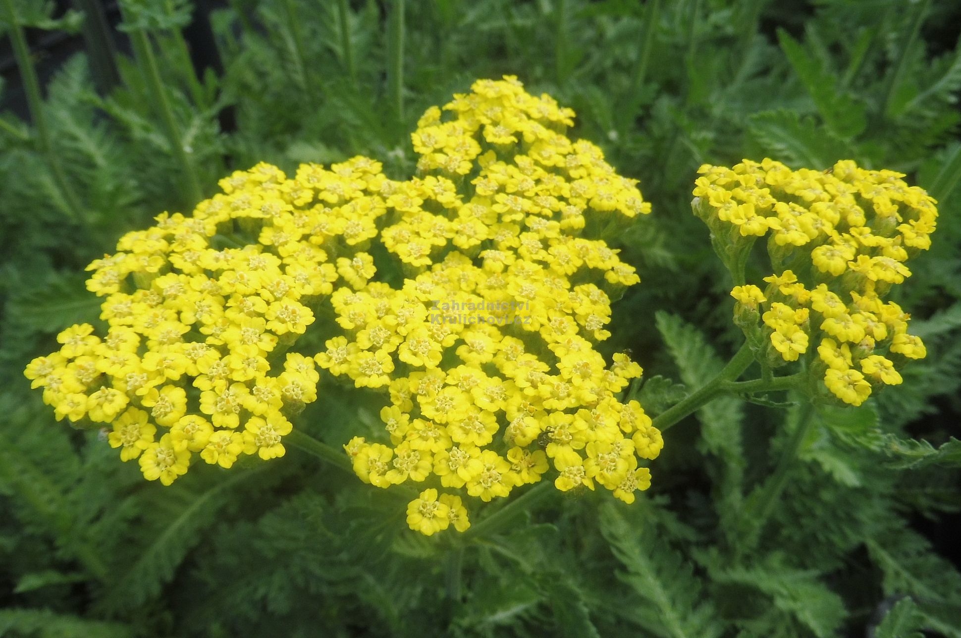 Achillea millefolium " Sassy Summer Lemon " ® - řebříček Zahradnictví ...