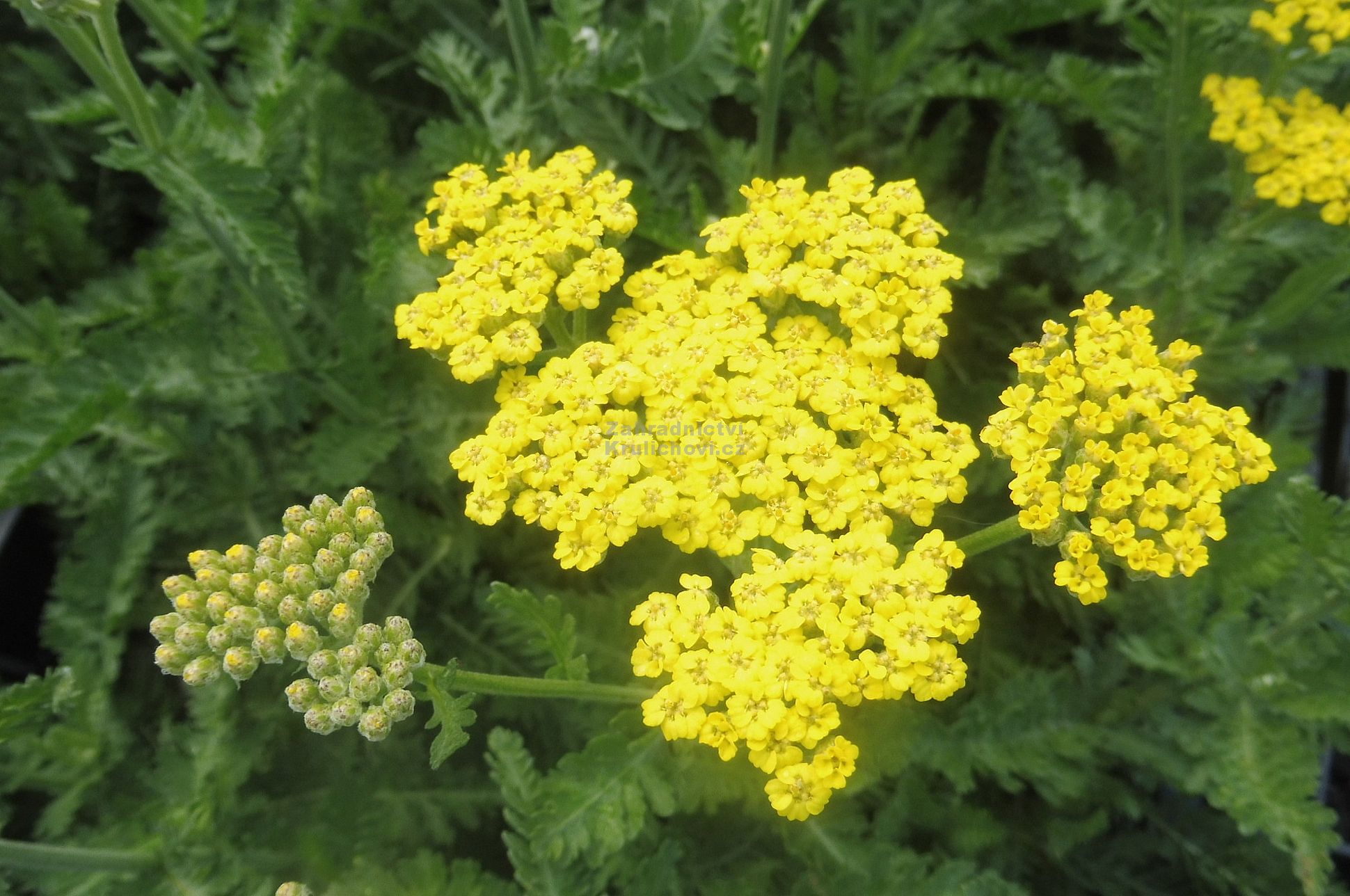Achillea millefolium " Sassy Summer Lemon " ® - řebříček Zahradnictví ...