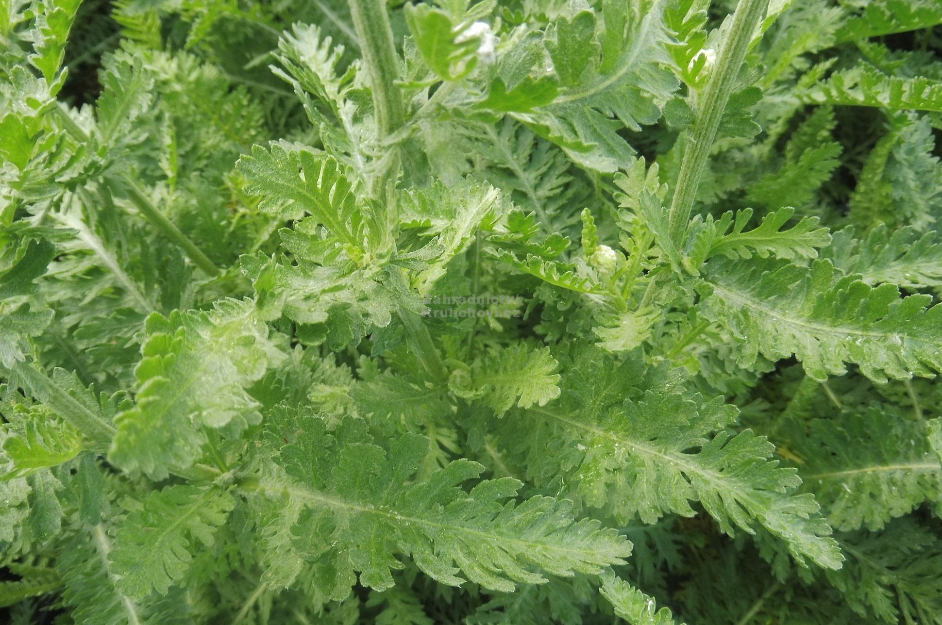 Achillea millefolium " Sassy Summer Lemon " ® - řebříček Zahradnictví ...