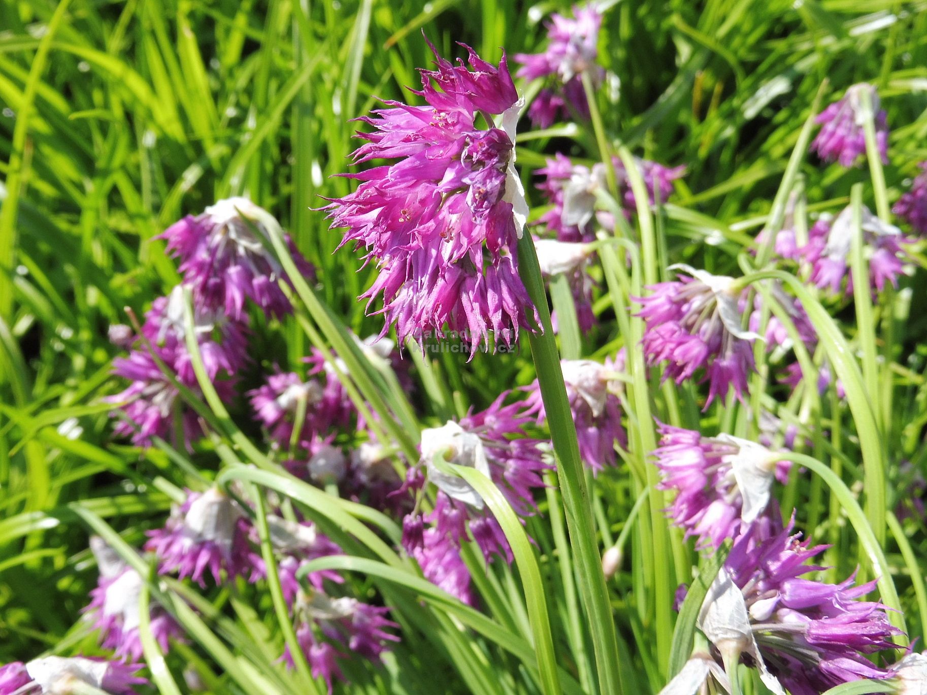 Allium cyathophorum var. farreri - česnek okrasný Zahradnictví ...