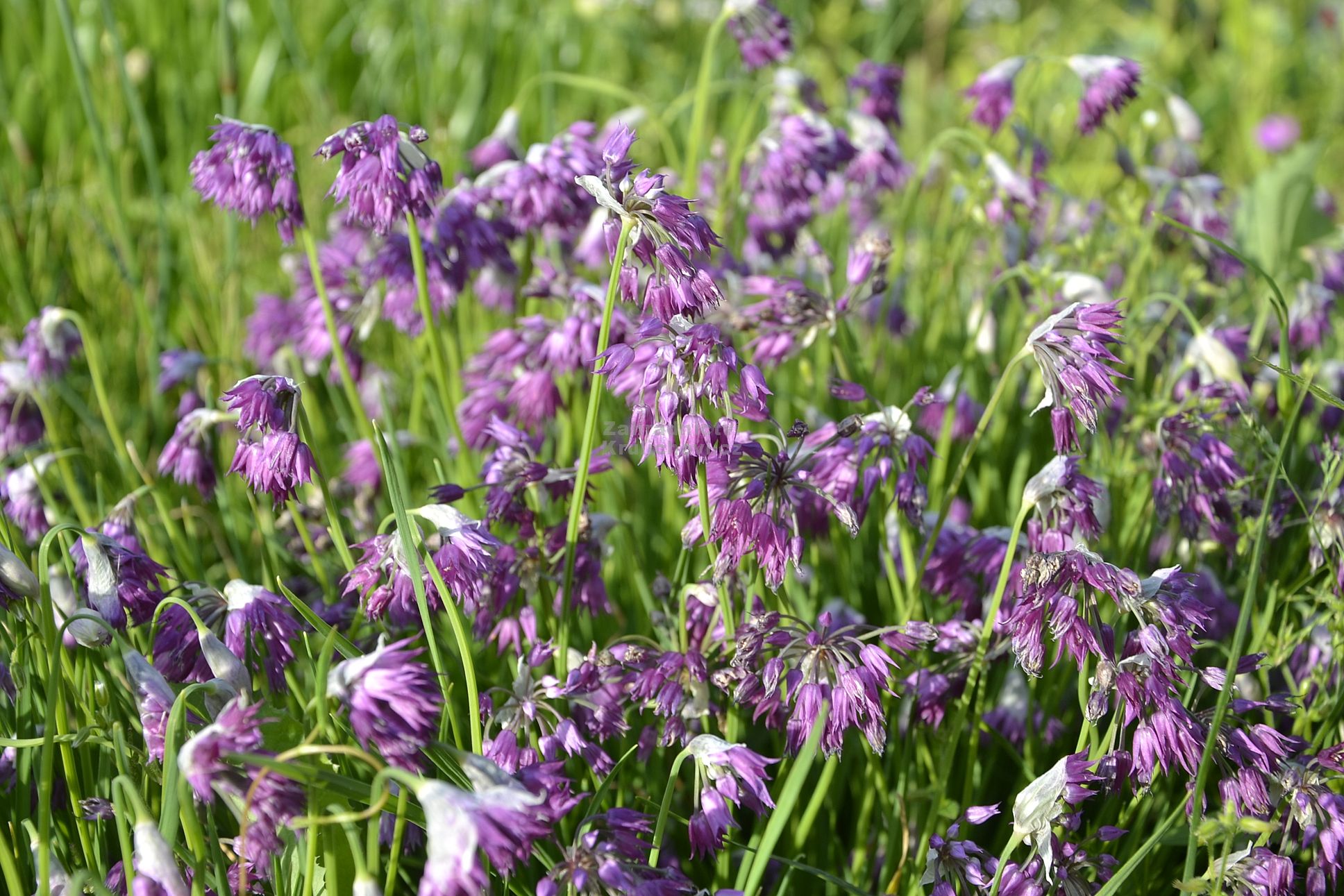 Allium cyathophorum var. farreri - česnek okrasný Zahradnictví ...