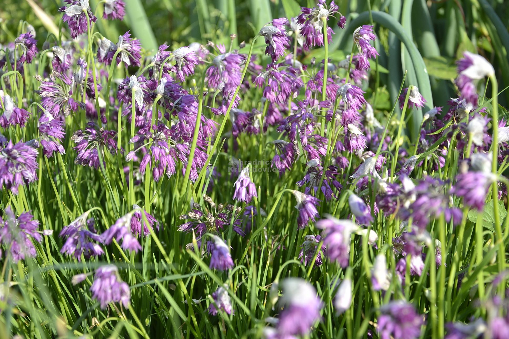 Allium cyathophorum var. farreri - česnek okrasný Zahradnictví ...