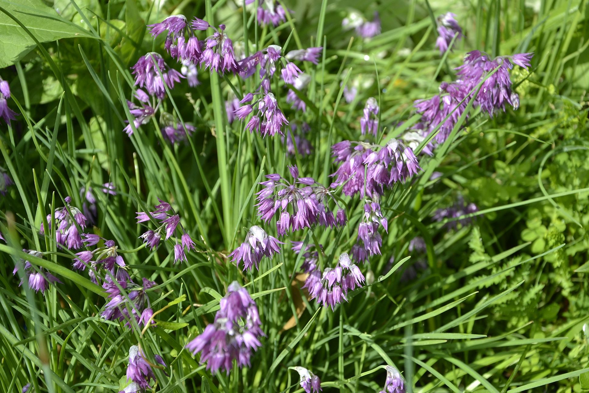 Allium cyathophorum var. farreri - česnek okrasný Zahradnictví ...