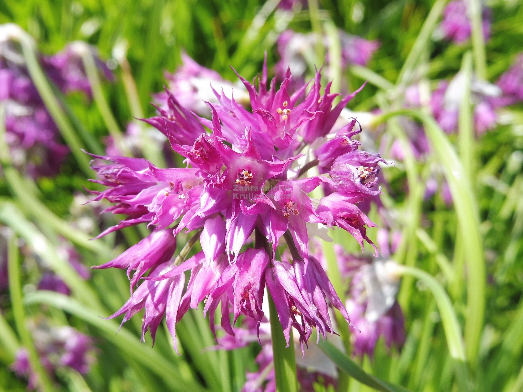 Allium cyathophorum var. farreri - česnek okrasný Zahradnictví ...