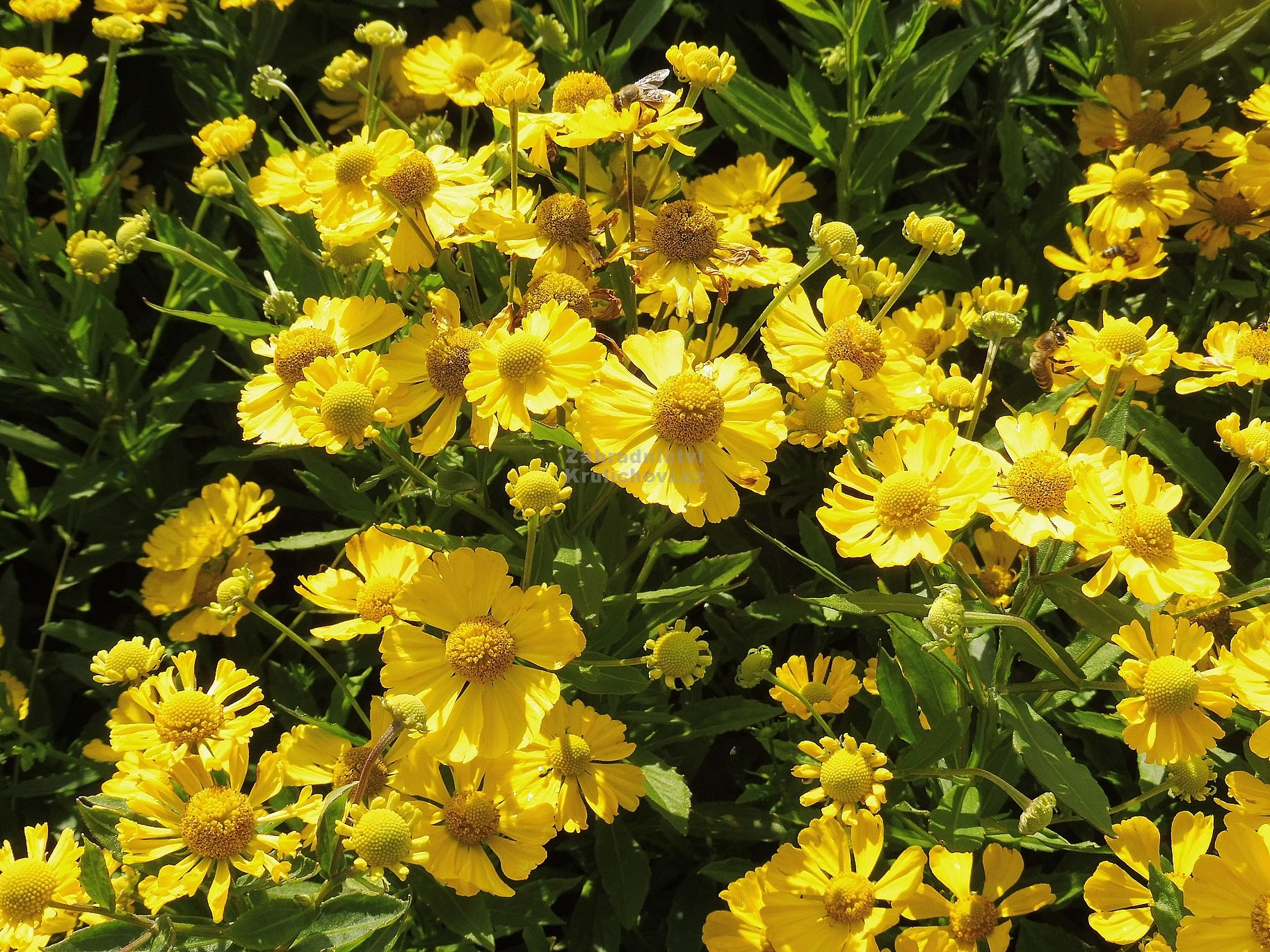 Helenium autumnale ' Lemon Sundae ' ® - záplevák Zahradnictví ...