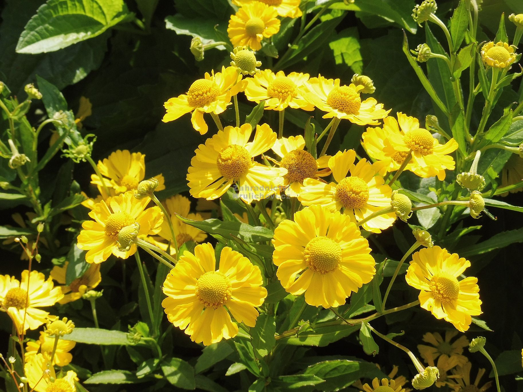 Helenium autumnale ' Lemon Sundae ' ® - záplevák Zahradnictví ...
