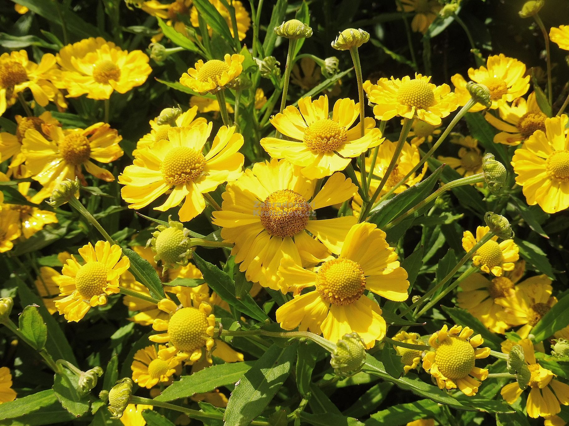 Helenium autumnale ' Lemon Sundae ' ® - záplevák Zahradnictví ...
