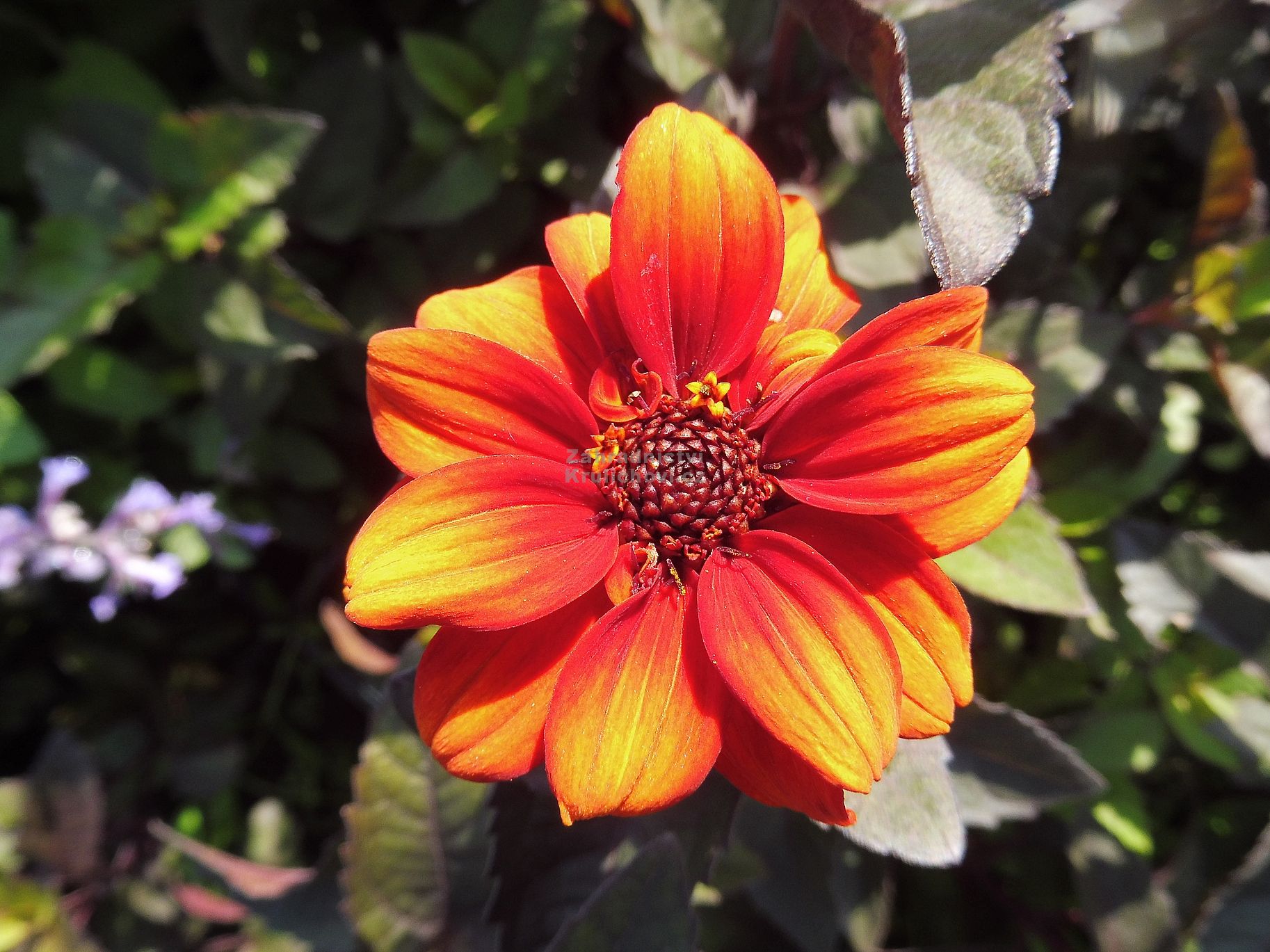 Heliopsis helianthoides " Luna Roja " ® - janeba Zahradnictví ...