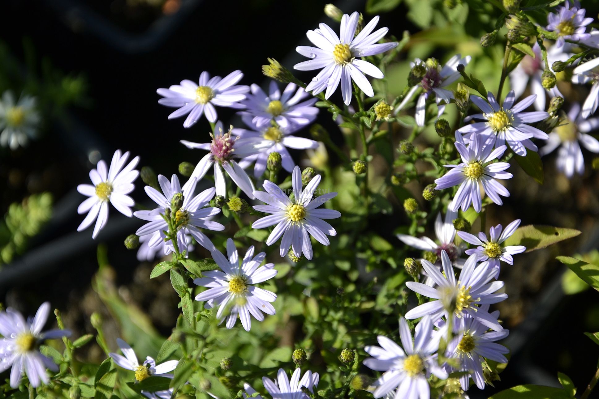 Aster cordifolius " Ideal " - astra, hvězdnice Zahradnictví Krulichovi ...