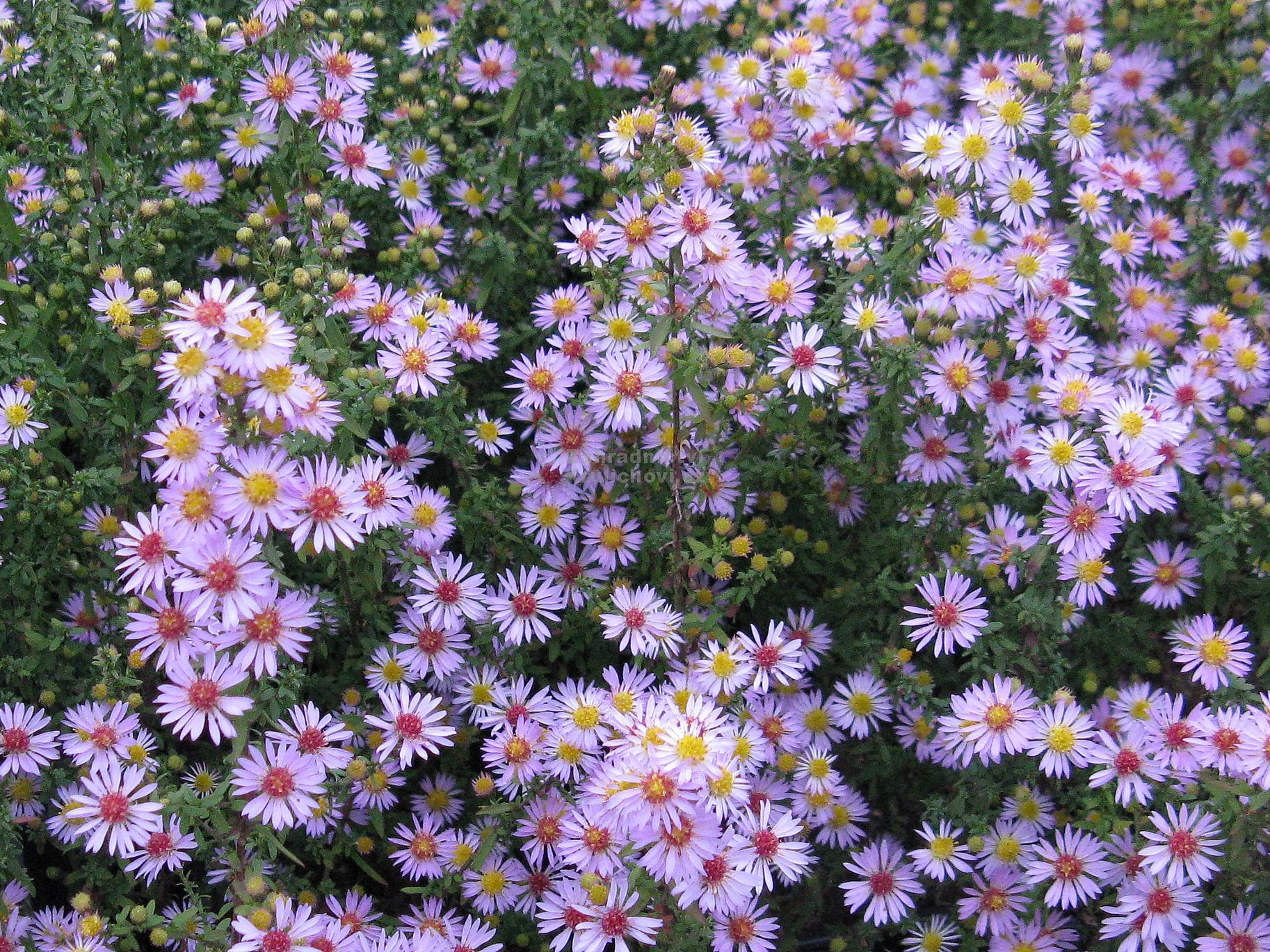 Aster lateriflorus " Coombe Fishacre " - astra, hvězdnice Zahradnictví ...