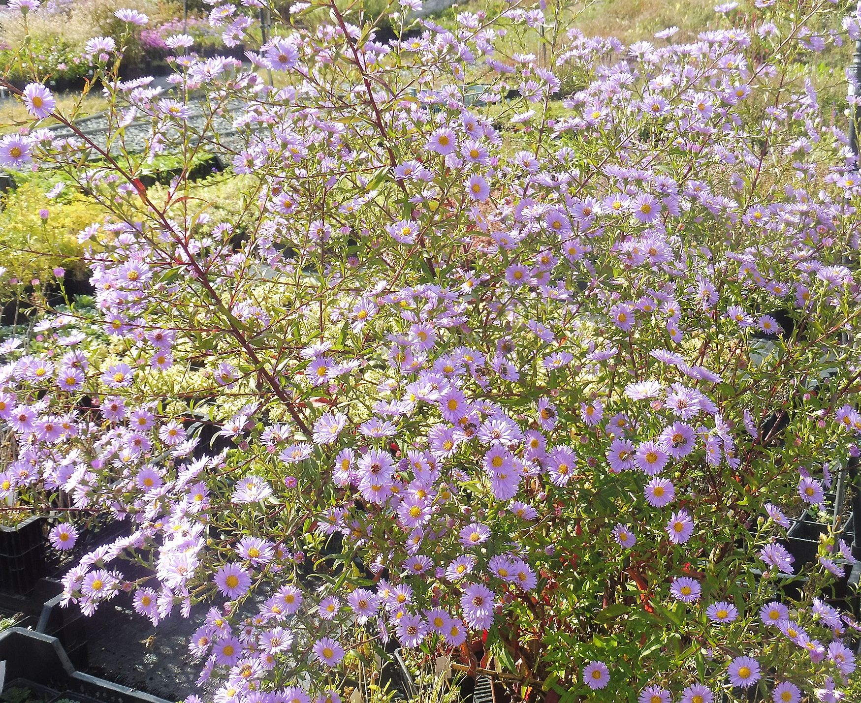 Aster " Dana " - astra, hvězdnice Zahradnictví Krulichovi ...