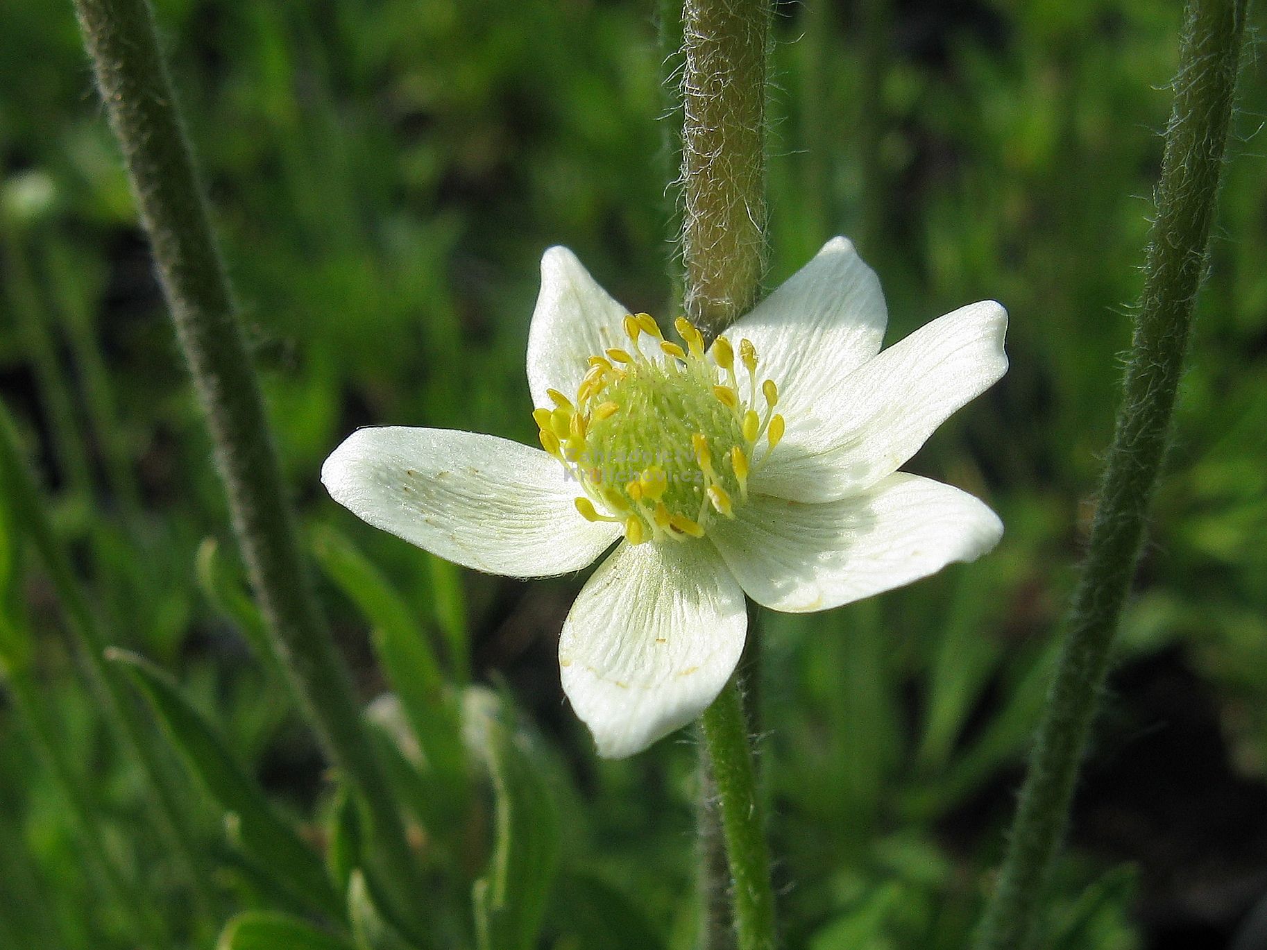 Anemone multifida " Major " - sasanka Zahradnictví Krulichovi ...