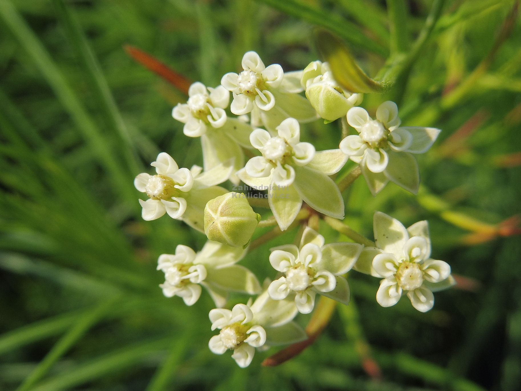 Asclepias verticillata - klejicha Zahradnictví Krulichovi ...