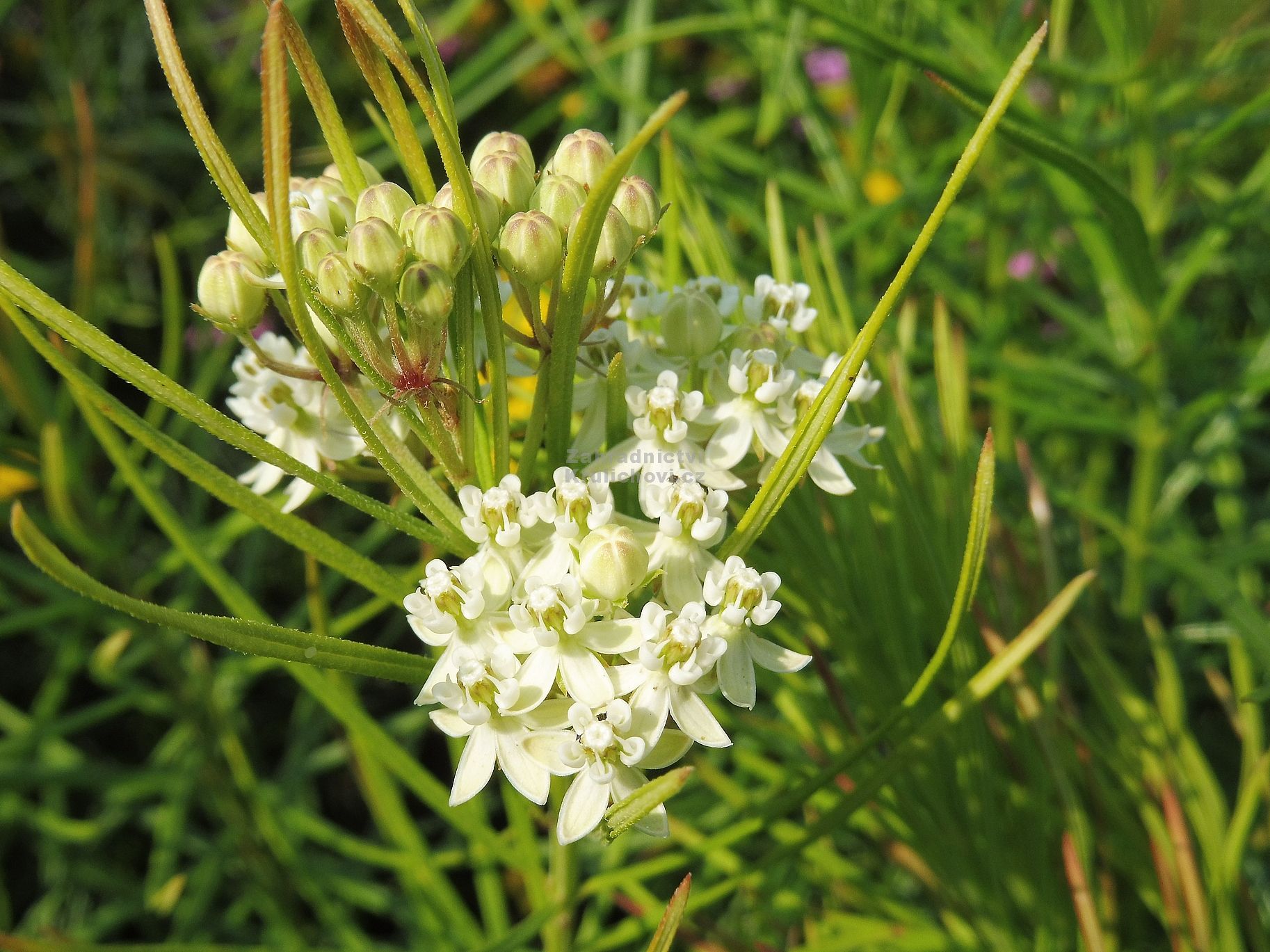 Asclepias verticillata - klejicha Zahradnictví Krulichovi ...