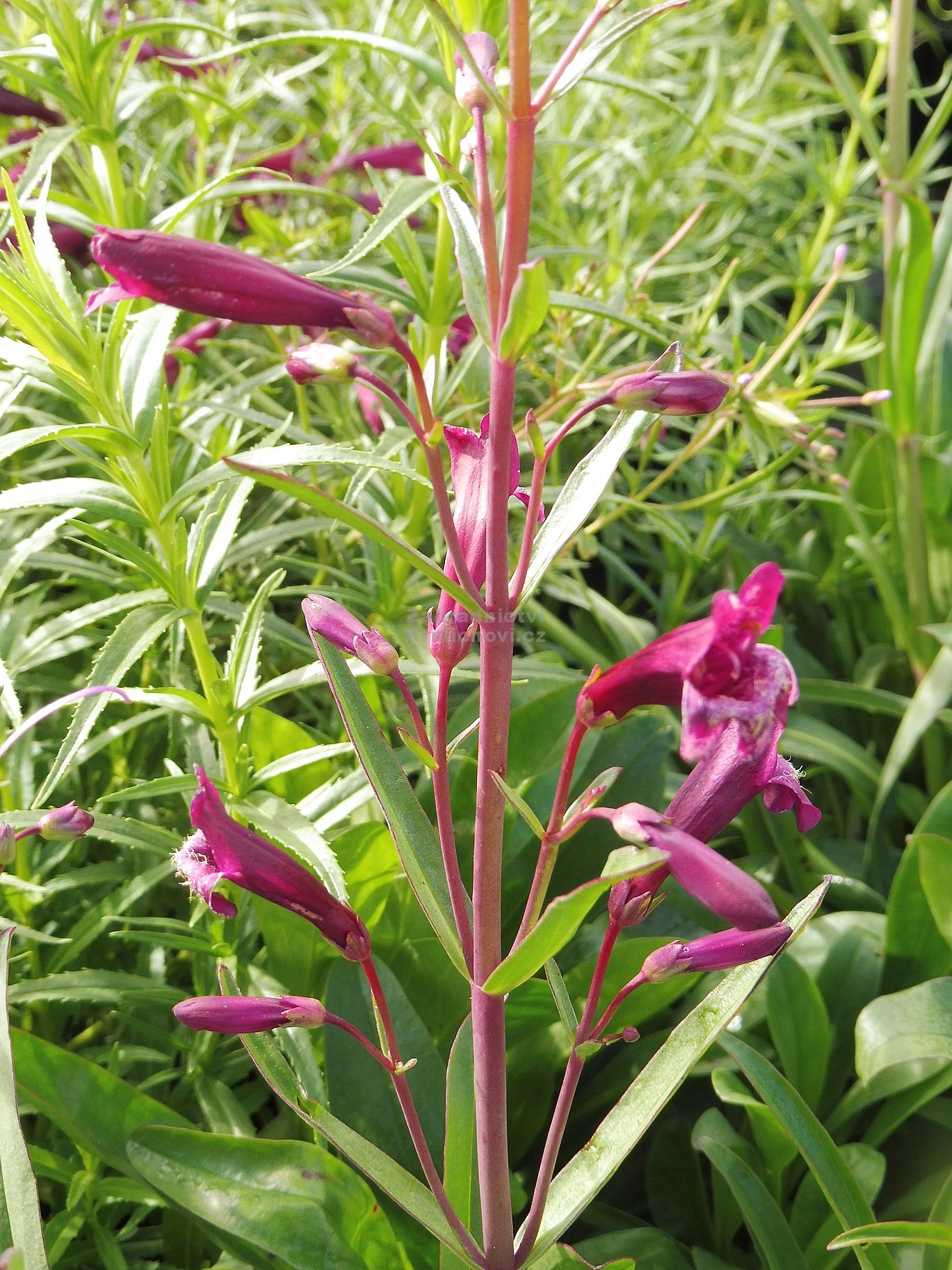Penstemon barbatus " Twizzle Purple " - dračík Zahradnictví Krulichovi ...