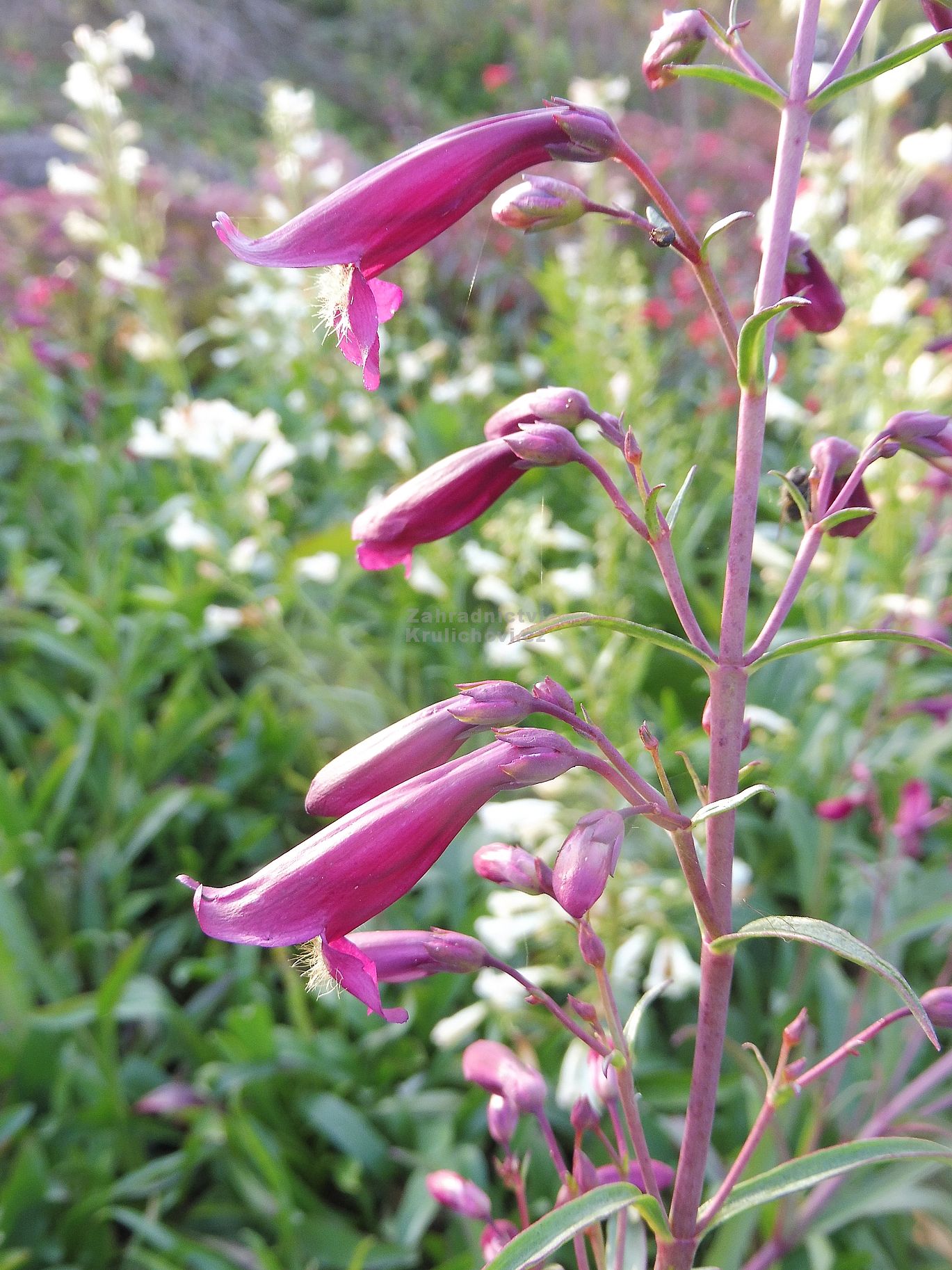 Penstemon barbatus " Twizzle Purple " - dračík Zahradnictví Krulichovi ...