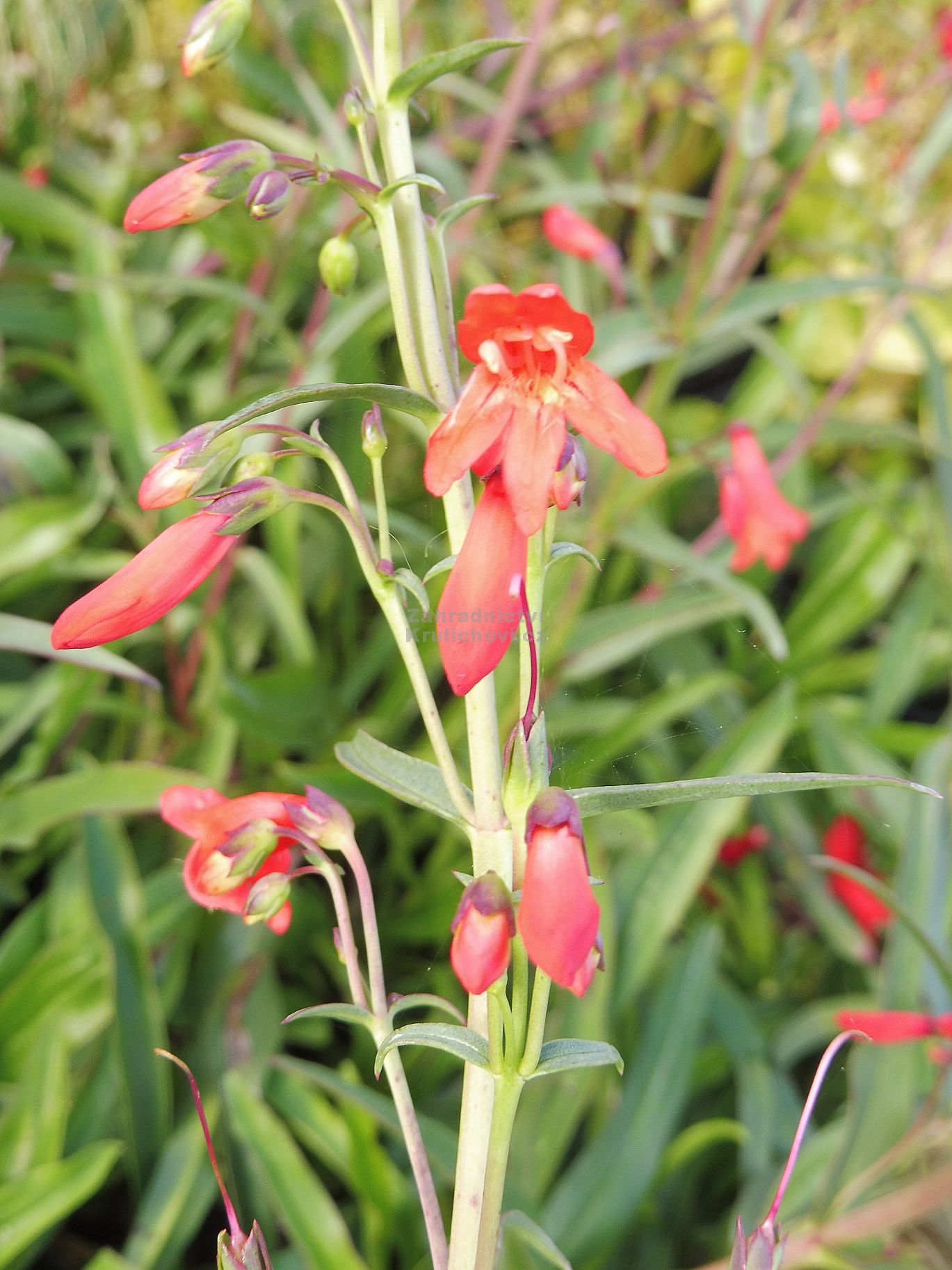 Penstemon barbatus " Twizzle Scarlet " - dračík Zahradnictví Krulichovi ...
