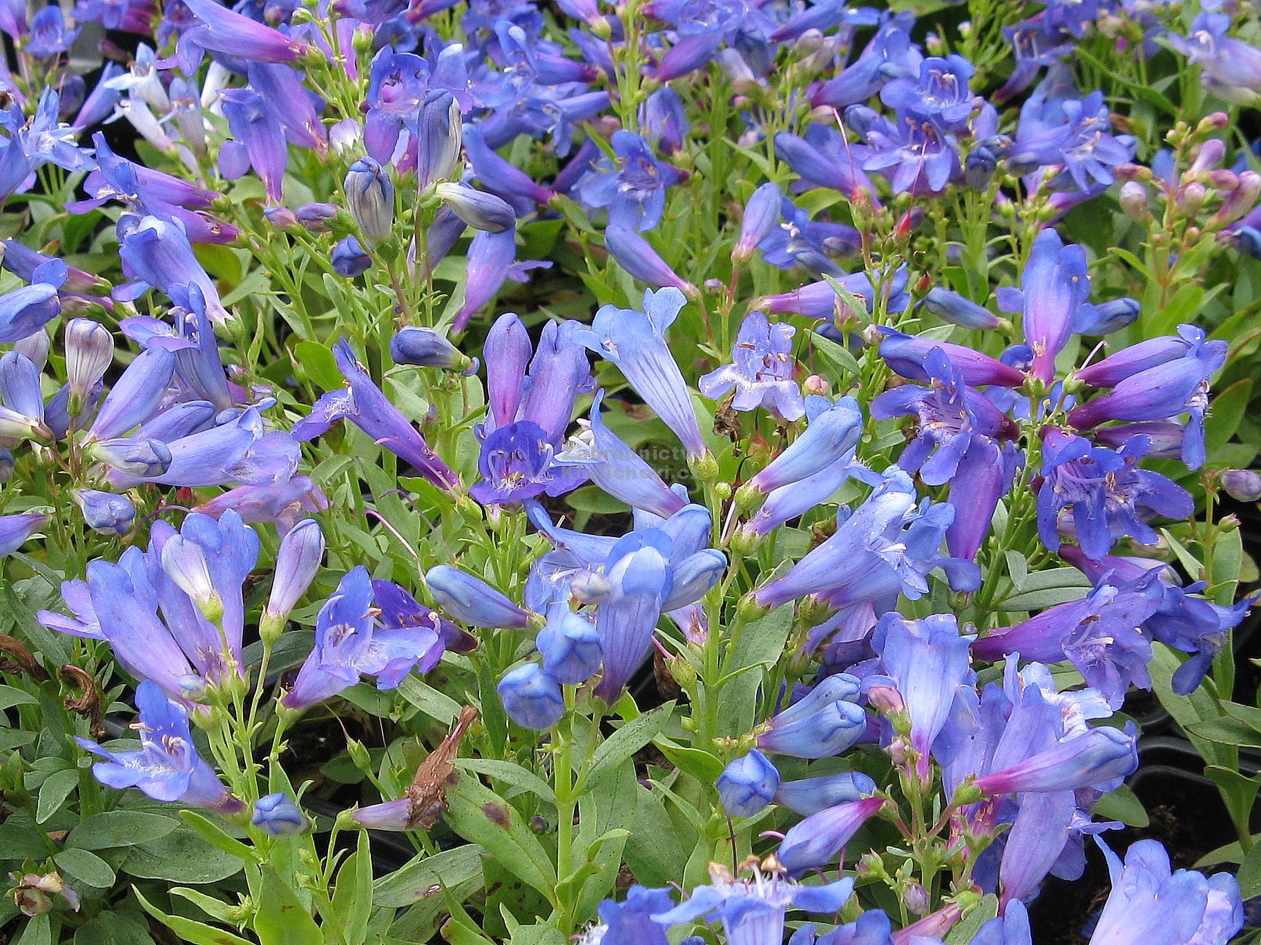 Penstemon barbatus ' Twizzle Blue ' - dračík Zahradnictví Krulichovi ...
