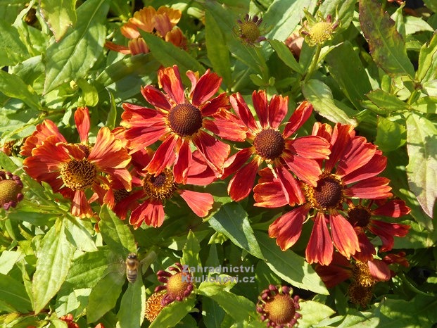 Helenium × hybridum " Mahagoni " - záplevák Zahradnictví Krulichovi ...