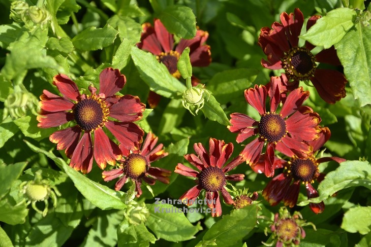 Helenium × hybridum " Mahagoni " - záplevák Zahradnictví Krulichovi ...