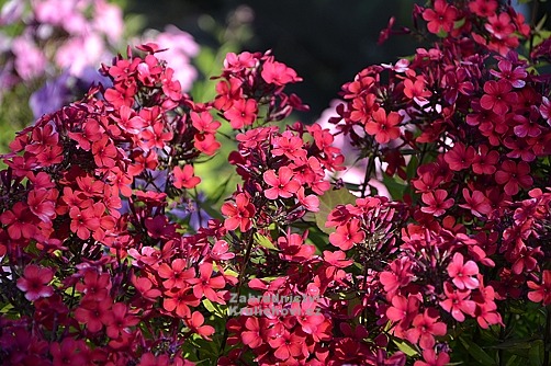 Phlox paniculata " Early Red " ® - flox, plamenka latnatá Zahradnictví ...