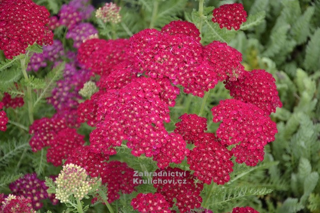 Achillea millefolium Tutti Frutti " Pomegranate " ® - řebříček, tzv ...