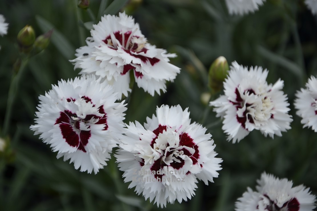 Dianthus " Showgirl " ® - karafiát, hvozdík Zahradnictví Krulichovi ...