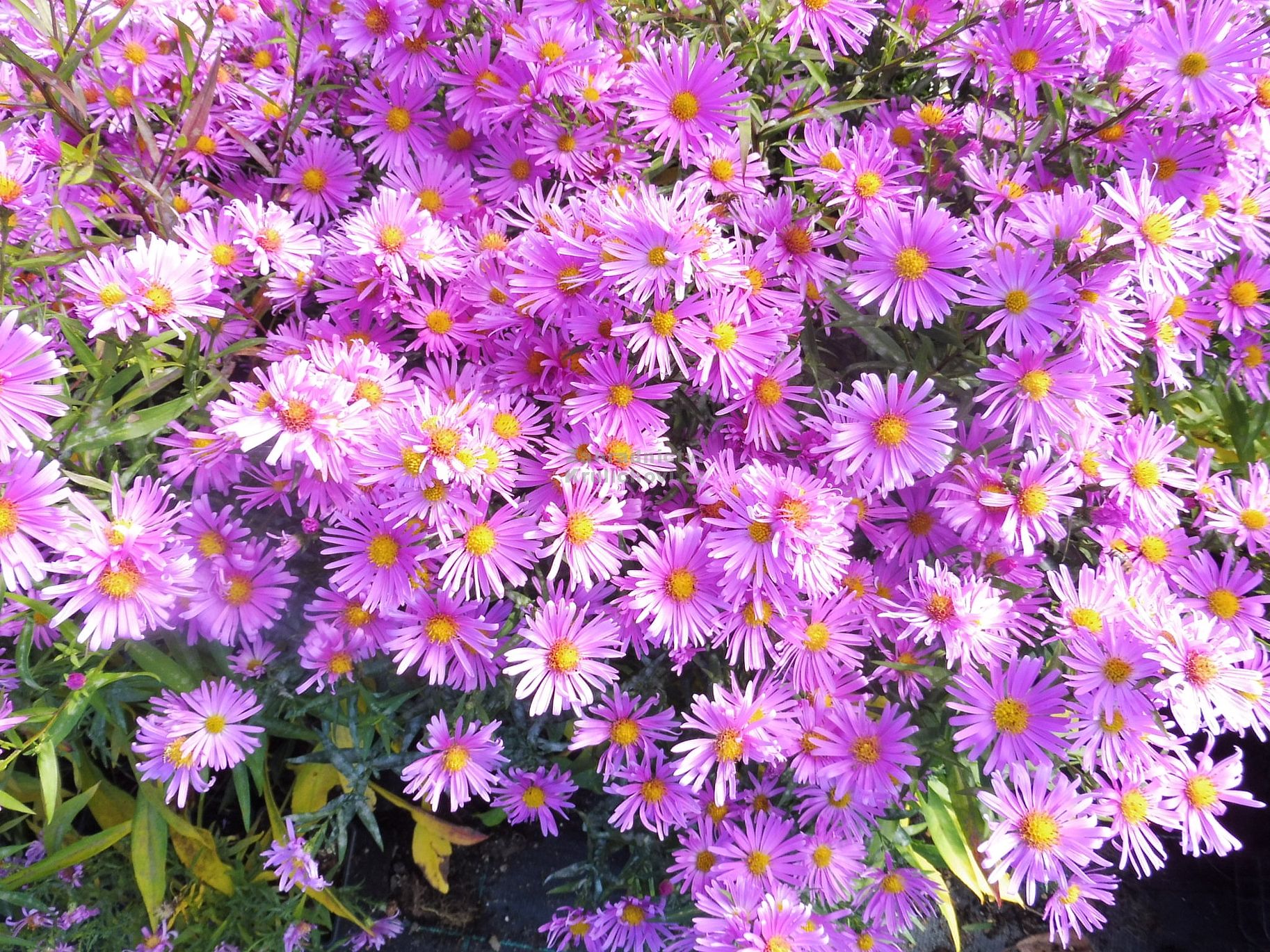 Aster dumosus " Peter Harrison " - astra, hvězdnice Zahradnictví ...