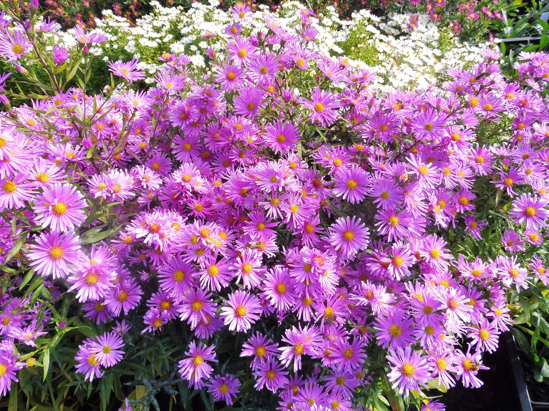 Aster dumosus " Peter Harrison " - astra, hvězdnice Zahradnictví ...