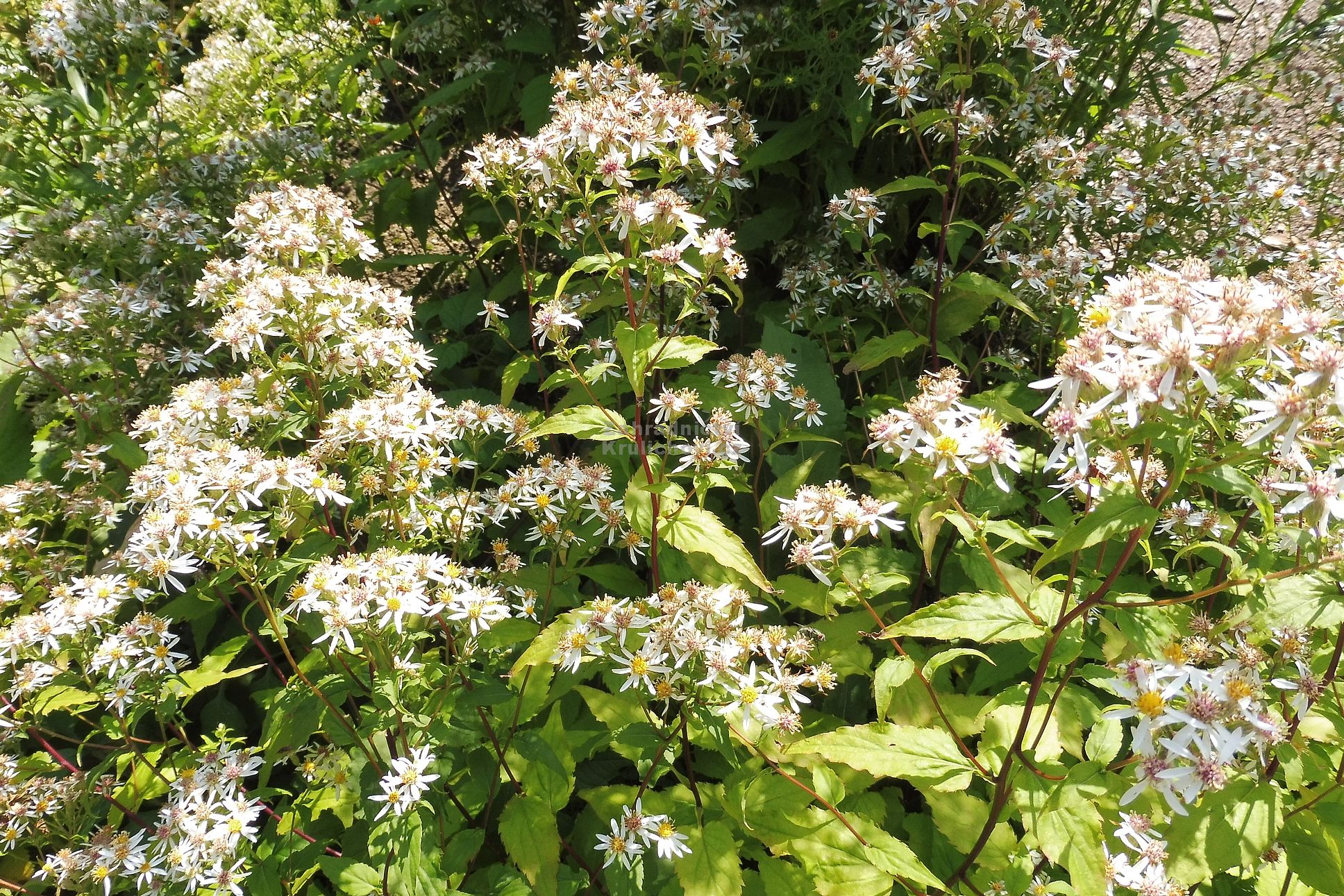 Aster ( Eurybia ) divaricatus " Eastern Star " - astra, hvězdnice ...