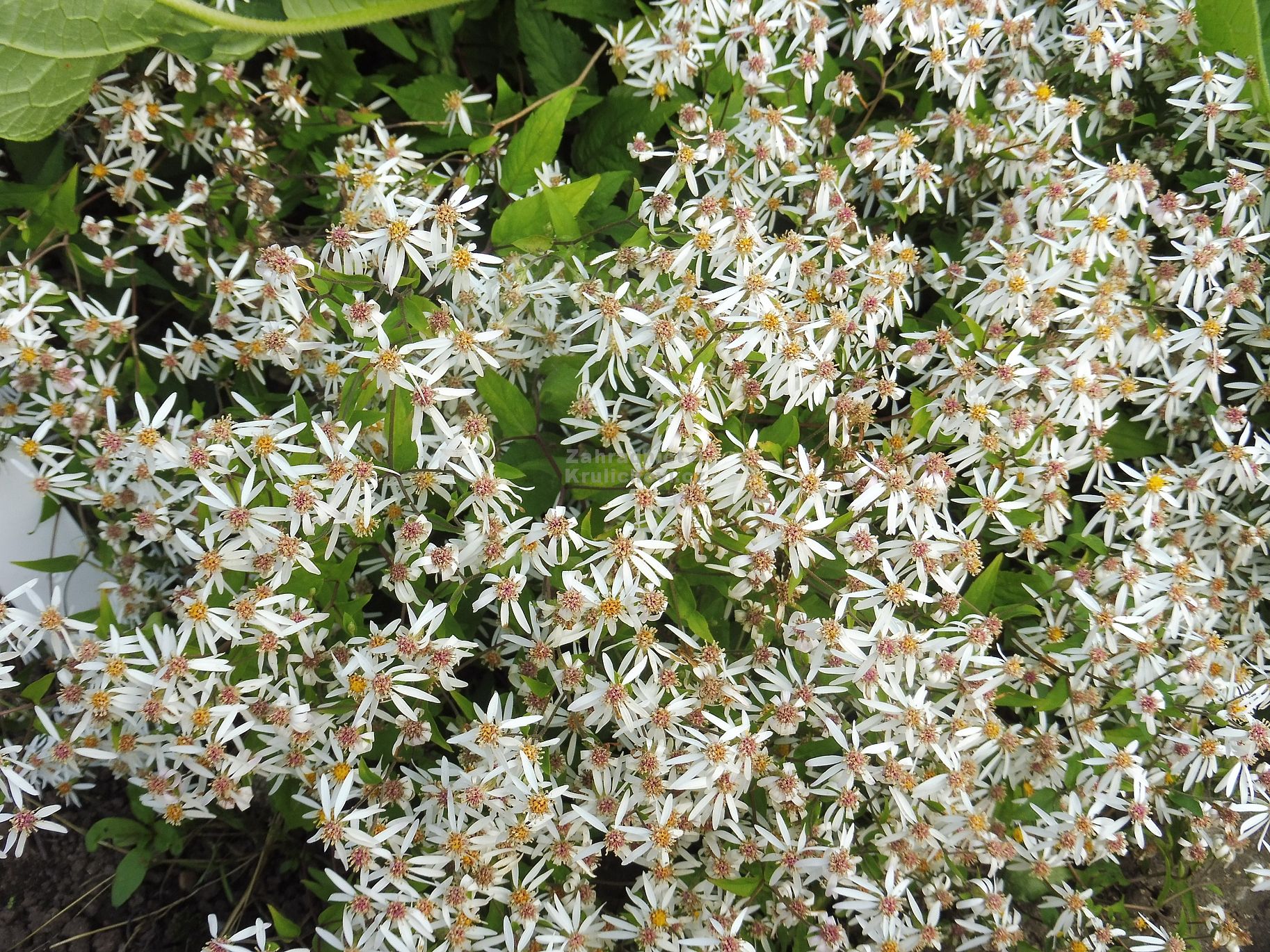 Aster ( Eurybia ) divaricatus " Eastern Star " - astra, hvězdnice ...