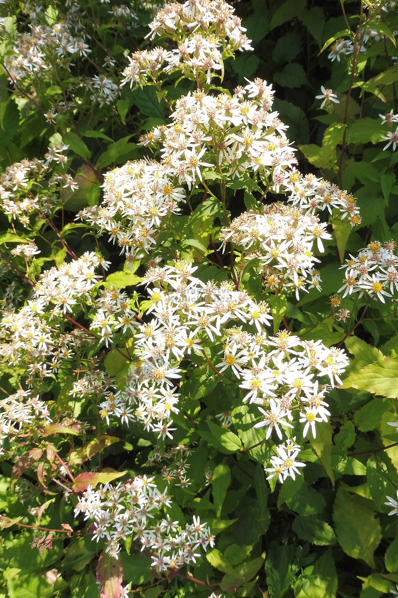 Aster ( Eurybia ) divaricatus " Eastern Star " - astra, hvězdnice ...