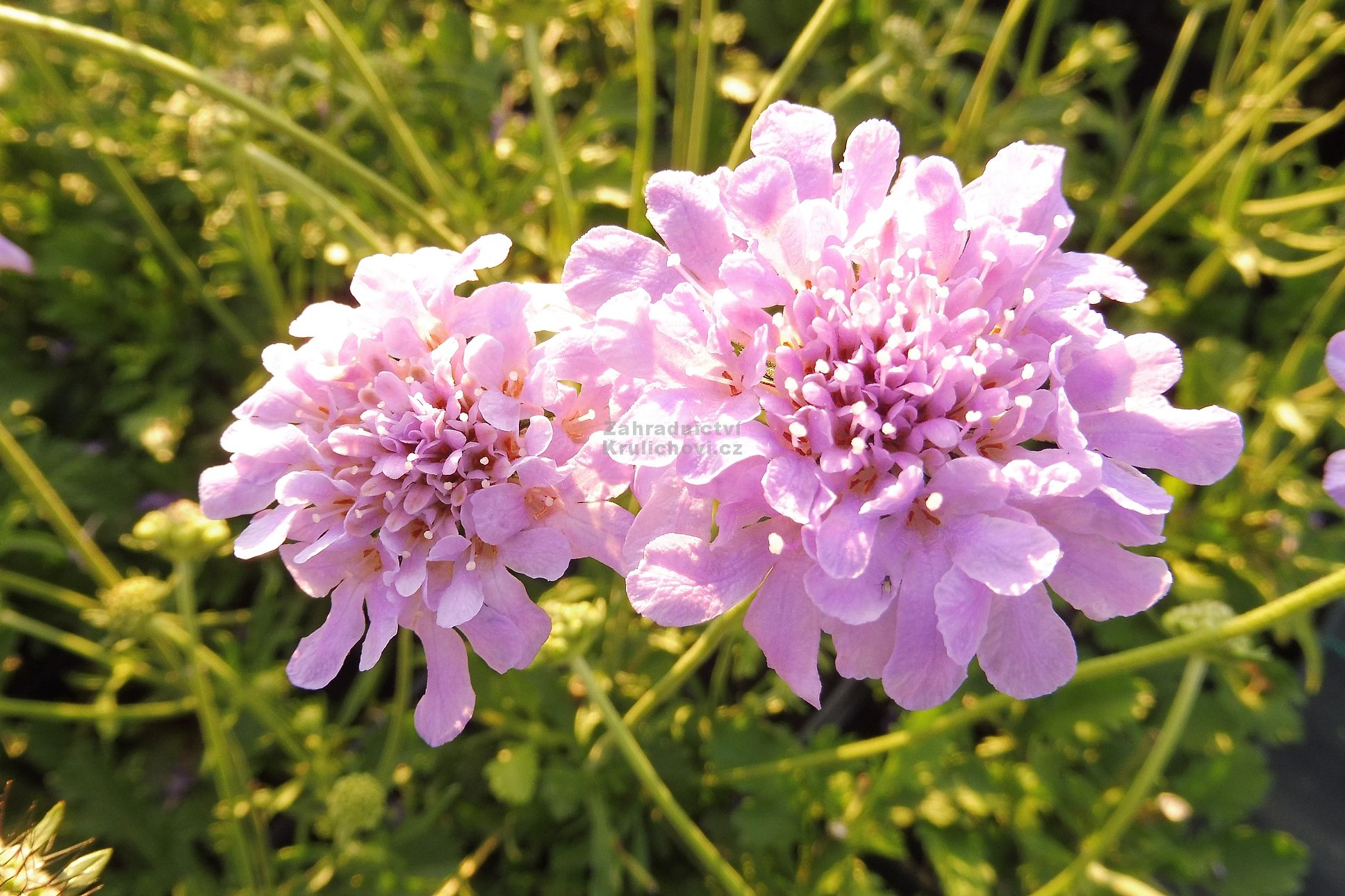 Scabiosa columbaria " Pincushion Pink " - hlaváč Zahradnictví ...