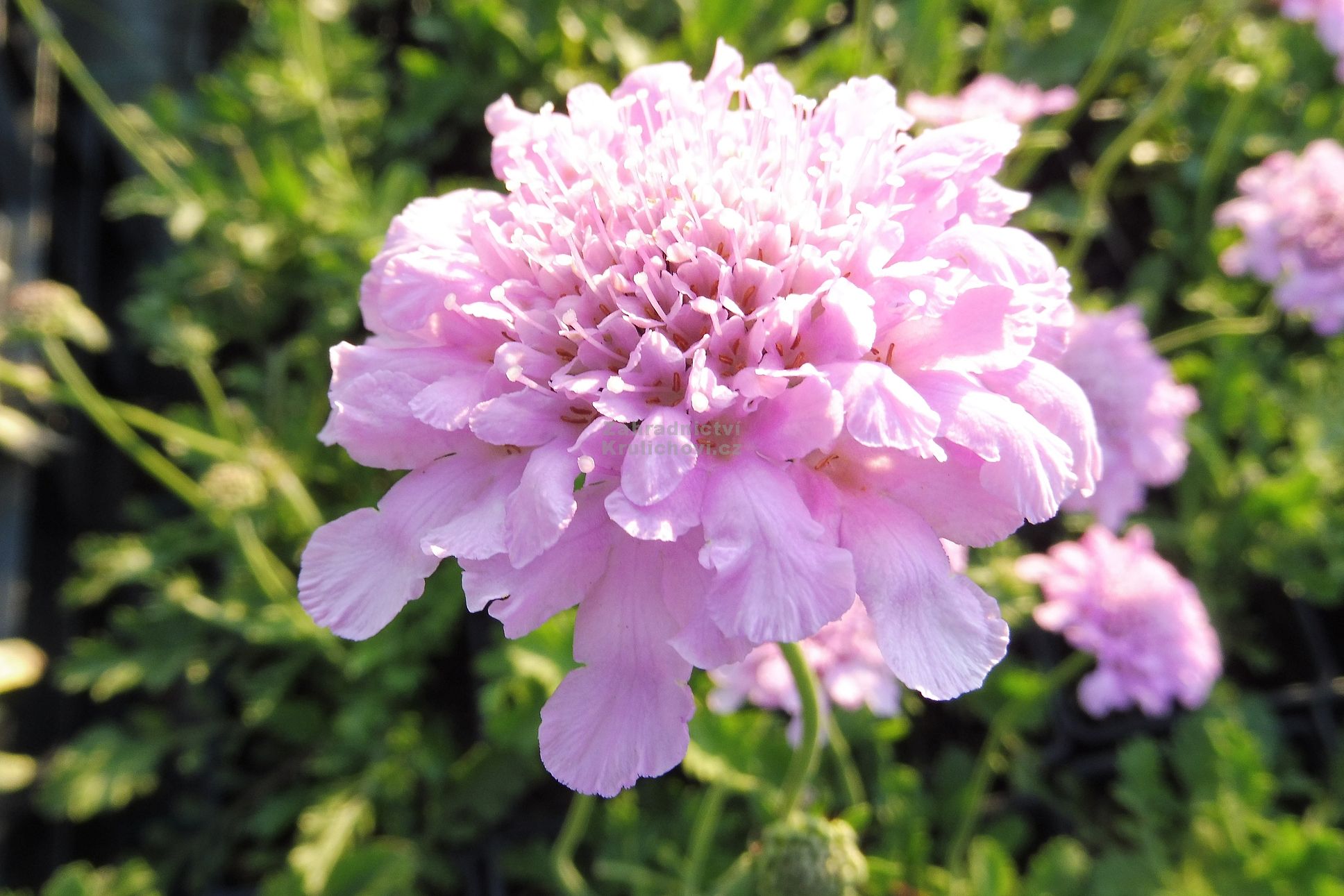 Scabiosa columbaria " Pincushion Pink " - hlaváč Zahradnictví ...