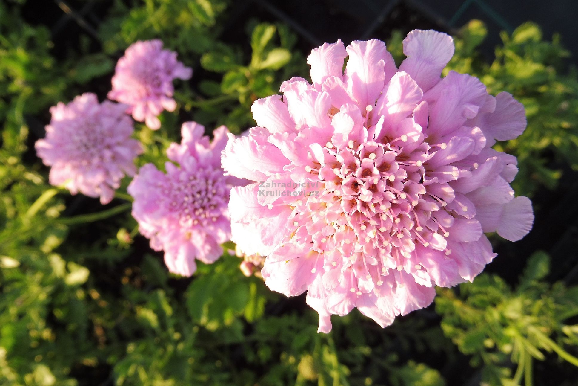 Scabiosa columbaria " Pincushion Pink " - hlaváč Zahradnictví ...