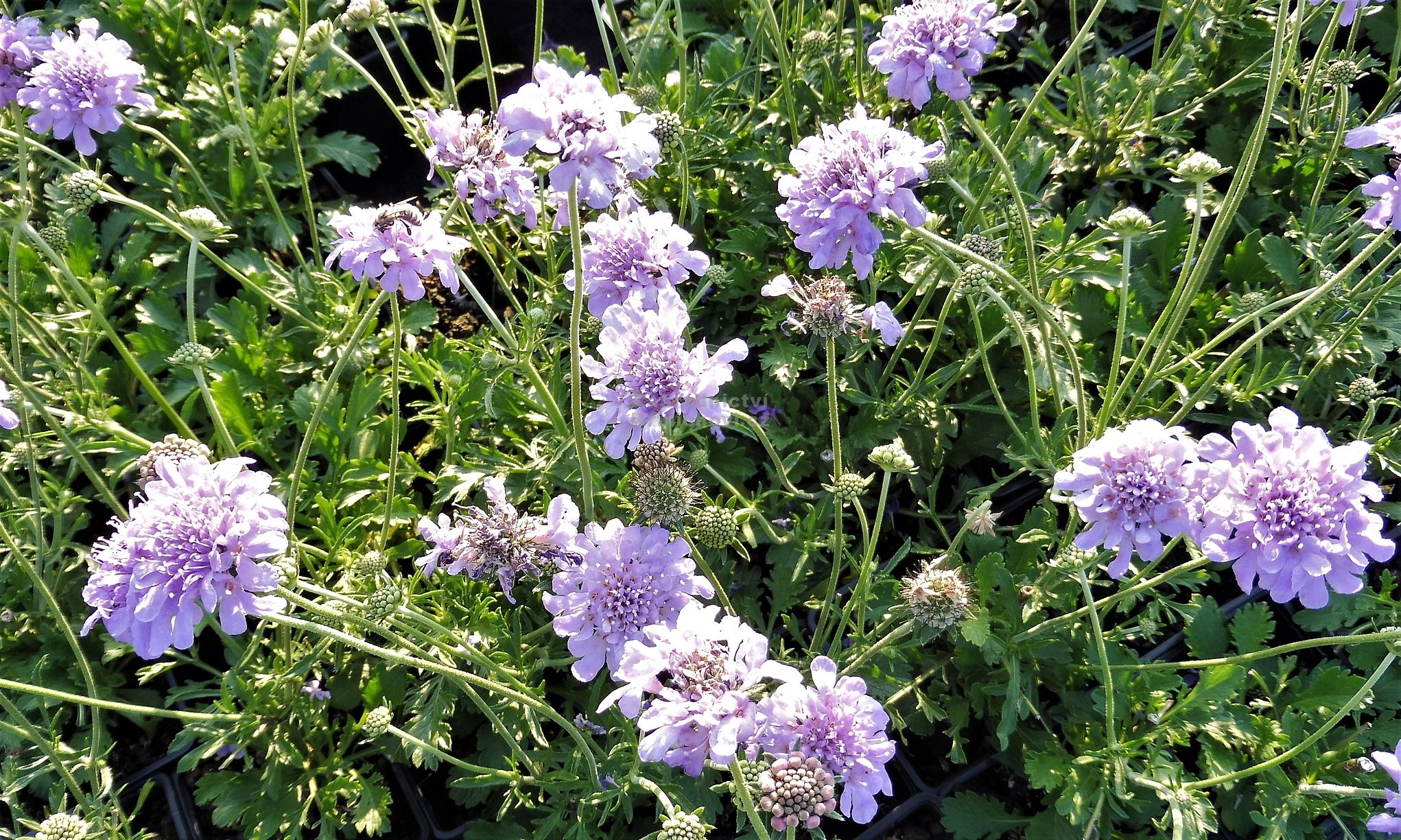 Scabiosa columbaria " Pincushion Blue " - hlaváč Zahradnictví ...