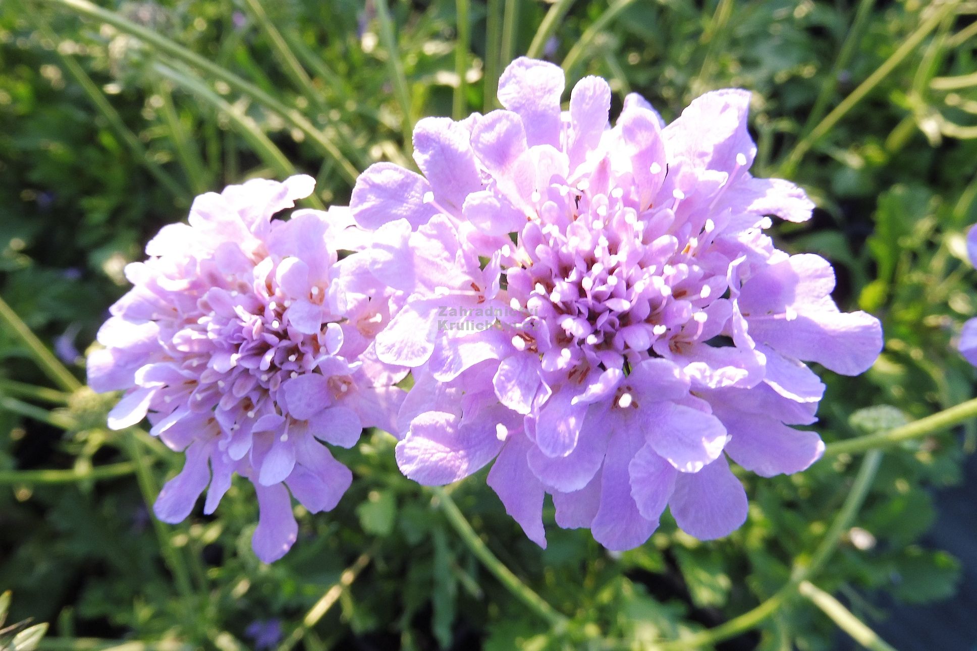 Scabiosa columbaria " Pincushion Blue " - hlaváč Zahradnictví ...
