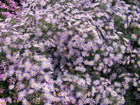 Aster novi - belgii x cordifolius " Treffpunkt " - astra, hvězdnice ...