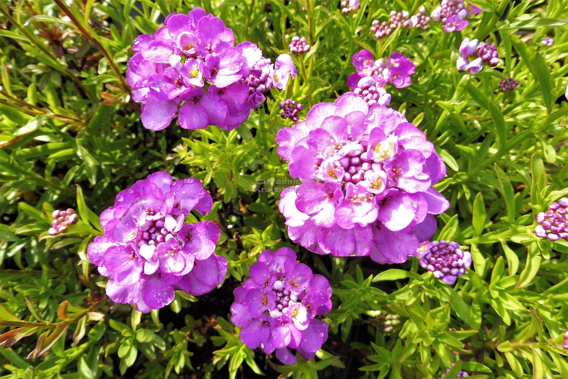 Iberis " Absolutely Amethyst " ® - štěničník, iberka Zahradnictví ...