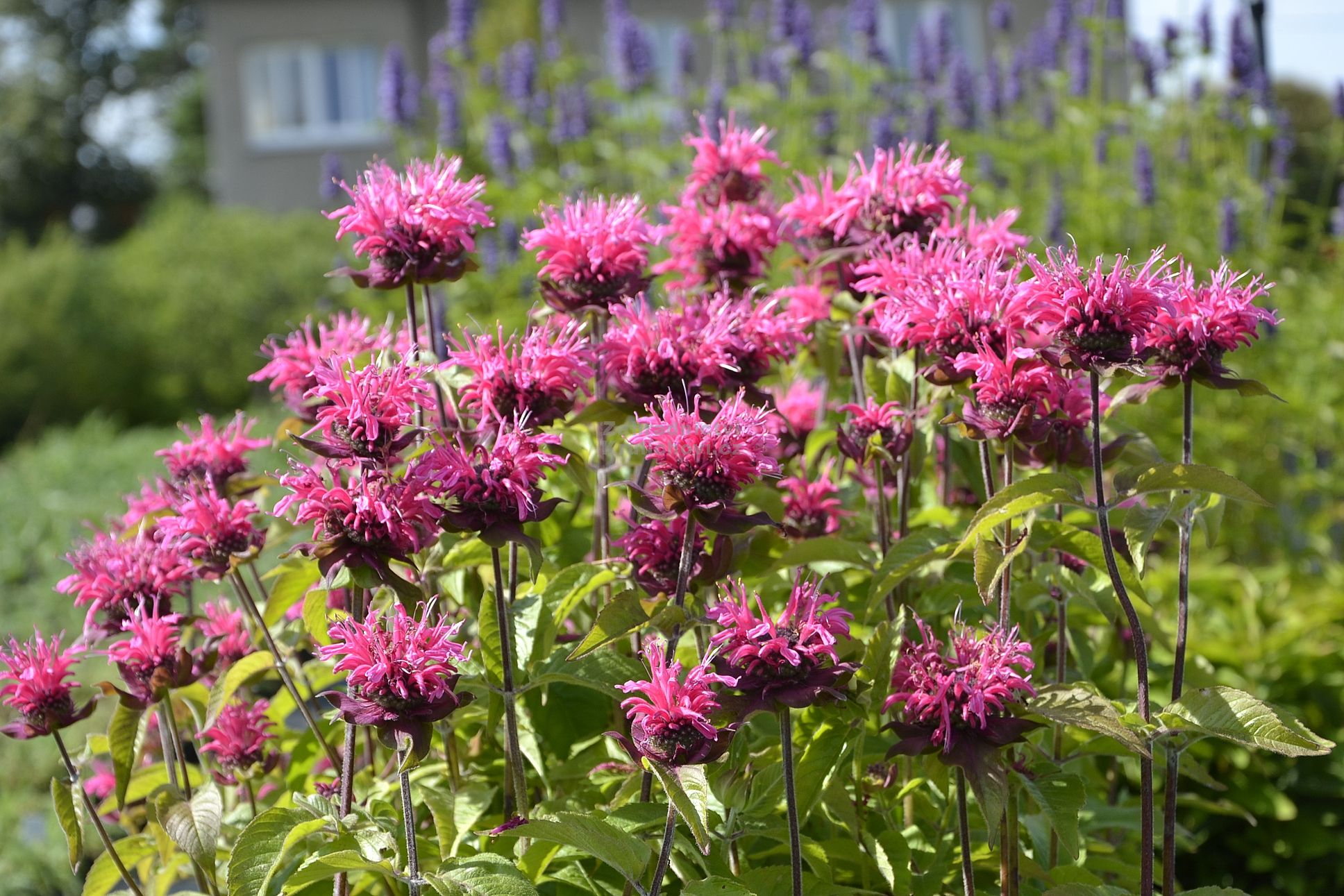 Monarda " Pink Lace " ® - monarda, zavinutka Zahradnictví Krulichovi ...