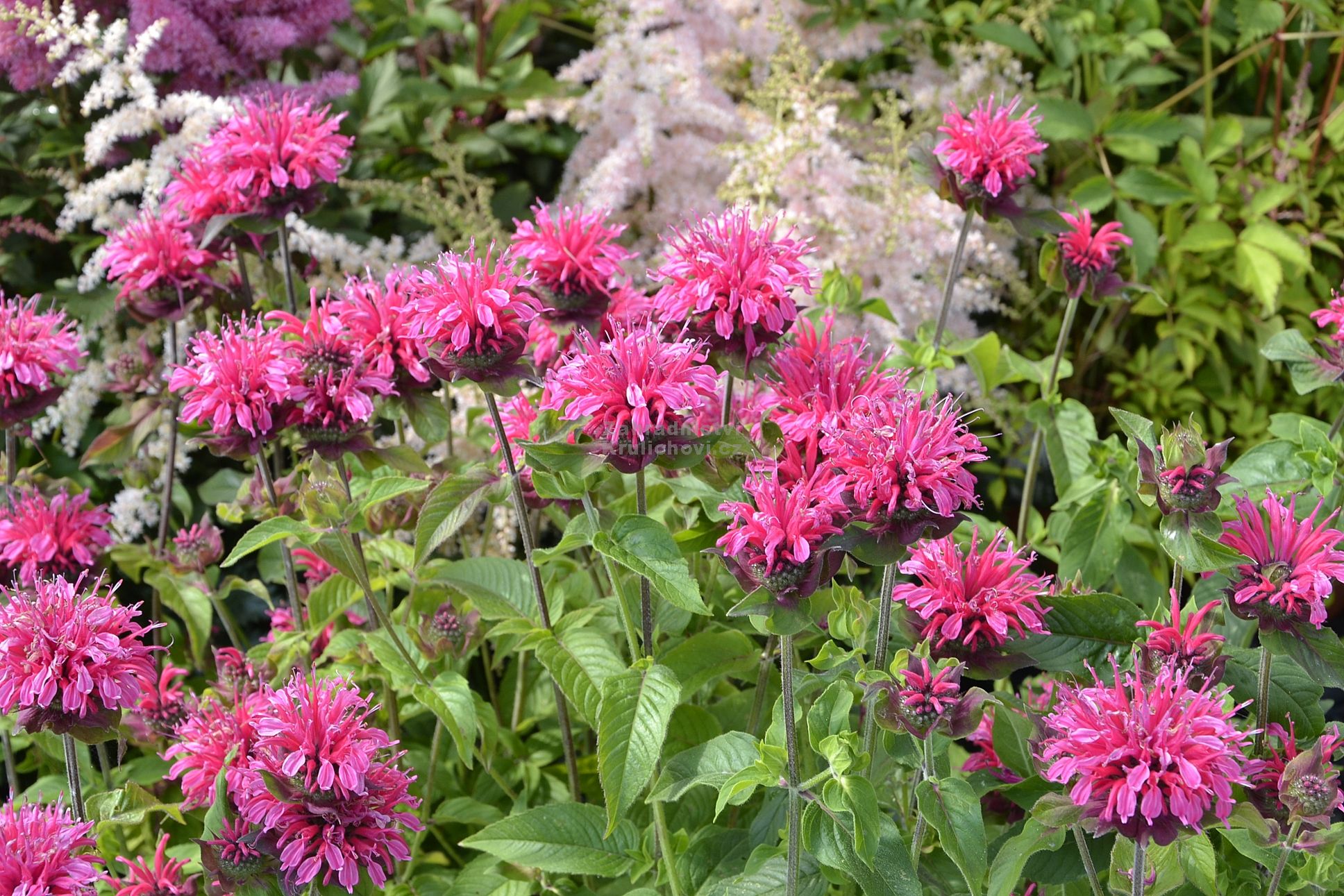 Monarda " Pink Lace " ® - monarda, zavinutka Zahradnictví Krulichovi ...